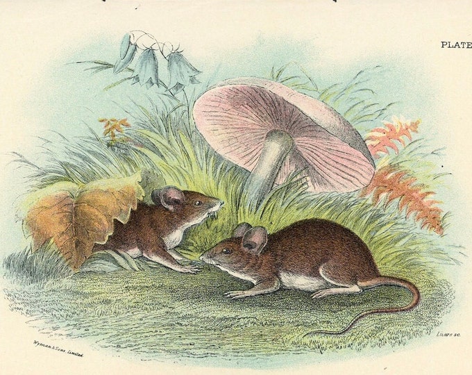 C. 1896 WOOD MOUSE Lithograph • Original Antique Print • Rodent Print ...