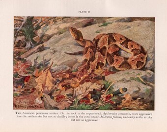 Copperhead snake | Etsy