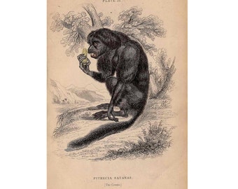 Monkey engraving | Etsy