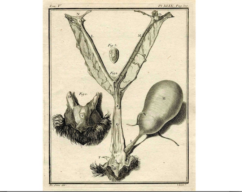 1777 ANATOMY ORGAN PRINT animal innards organs original | Etsy