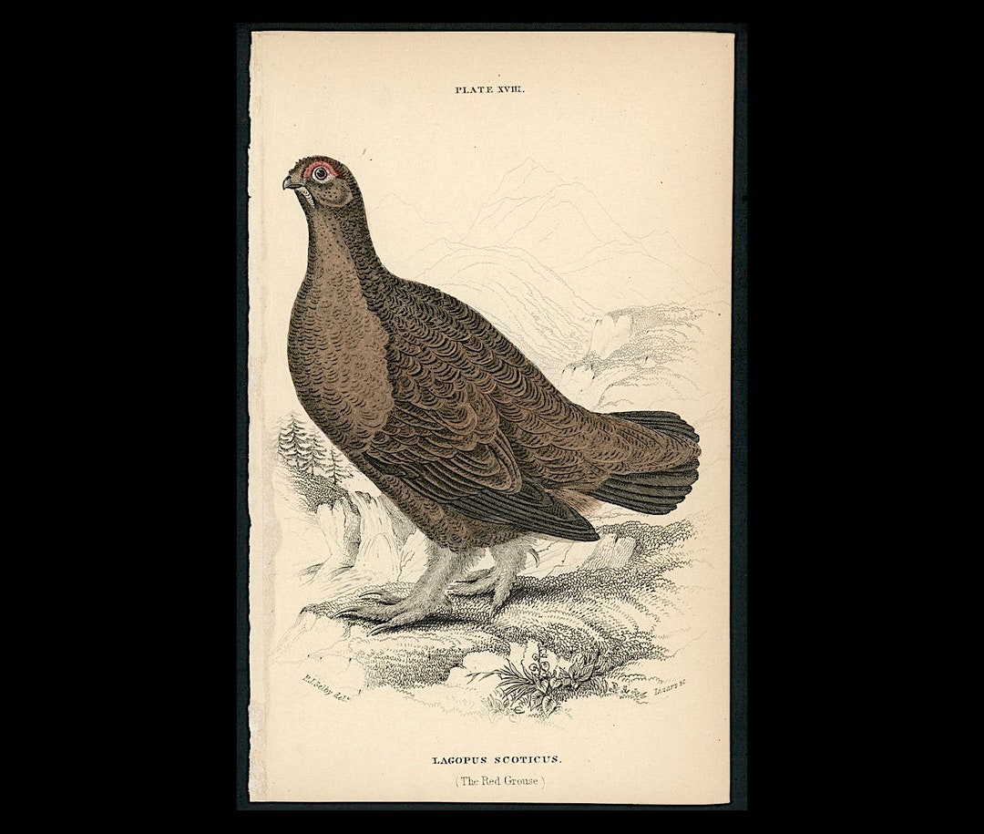 C. 1834 RED GROUSE Engraving • Original Antique Print • Hand Colored ...