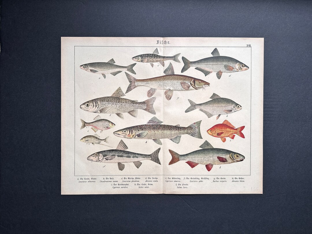 C.1890 FISH Lithograph • Original Antique Print • Fishes Print • Sea ...