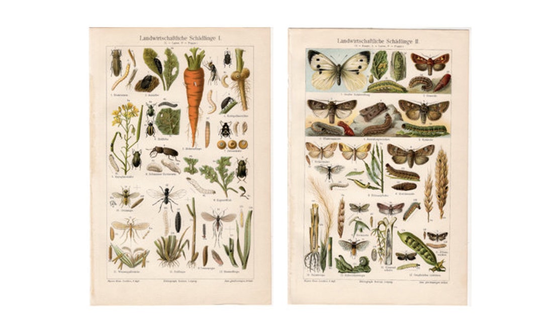 Antique Prints • INSECT PESTS Prints From 1894 • Set of 2 Original ...