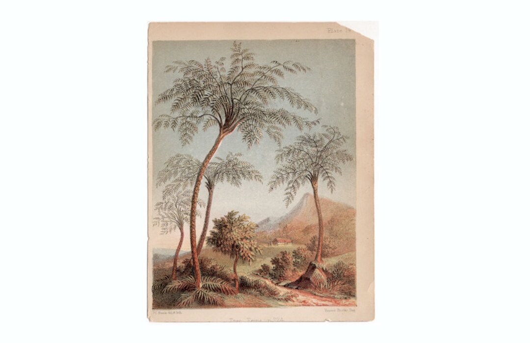 C. 1856 TROPICAL LANDSCAPE Print - Small Antique Botanical Print - Rare ...