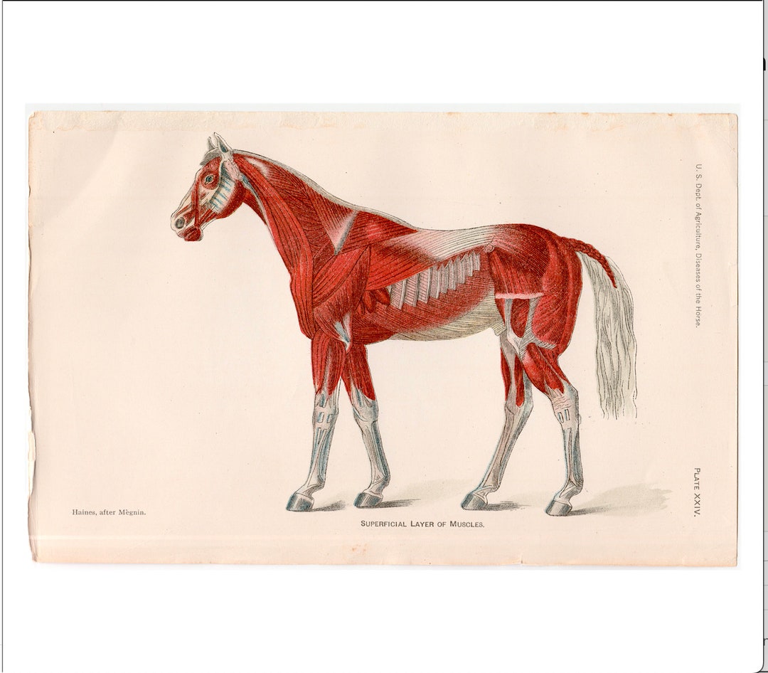 C. 1907 HORSE ANATOMY Lithograph • Original Antique Print • Horse Print ...