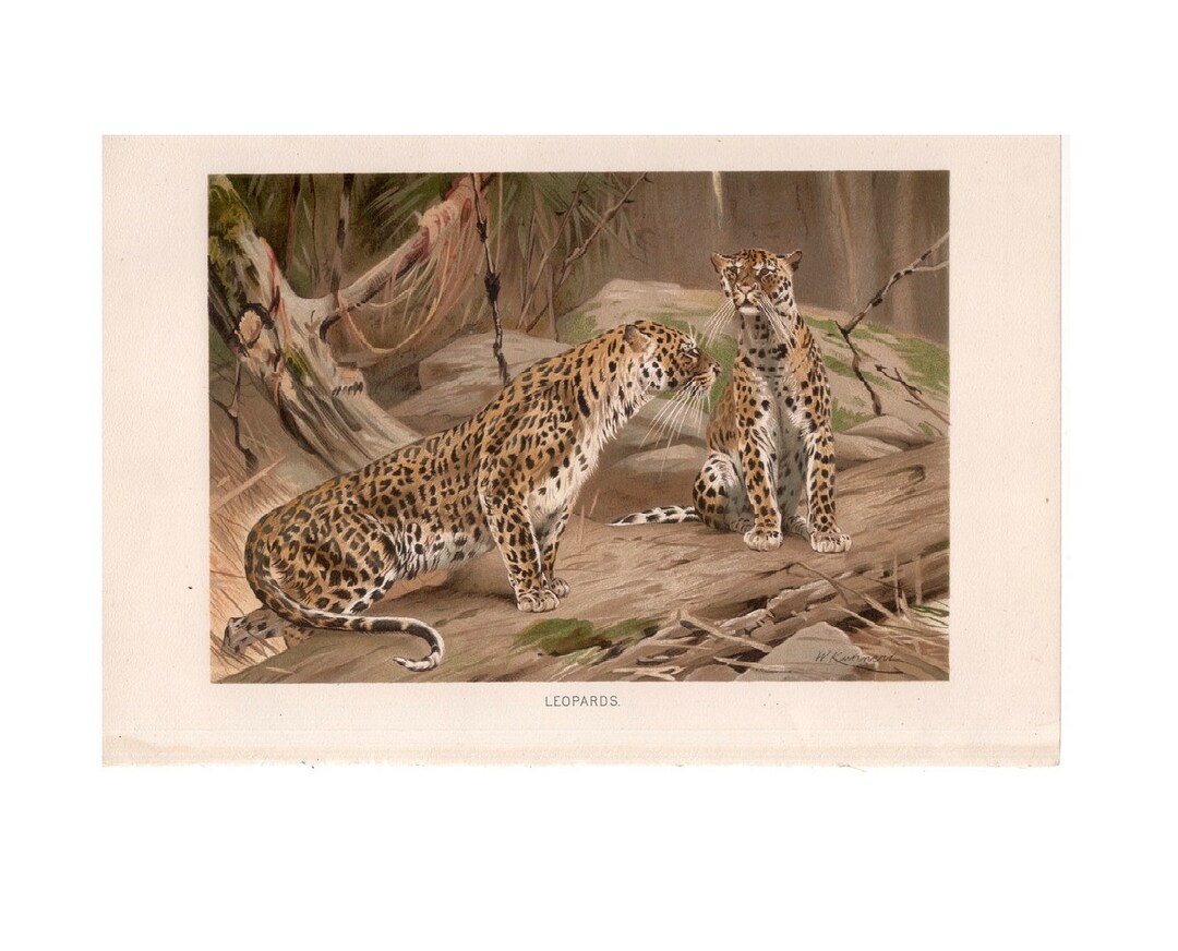 C. 1894 LEOPARDS Lithograph • Original Antique Print • Antique Animal ...