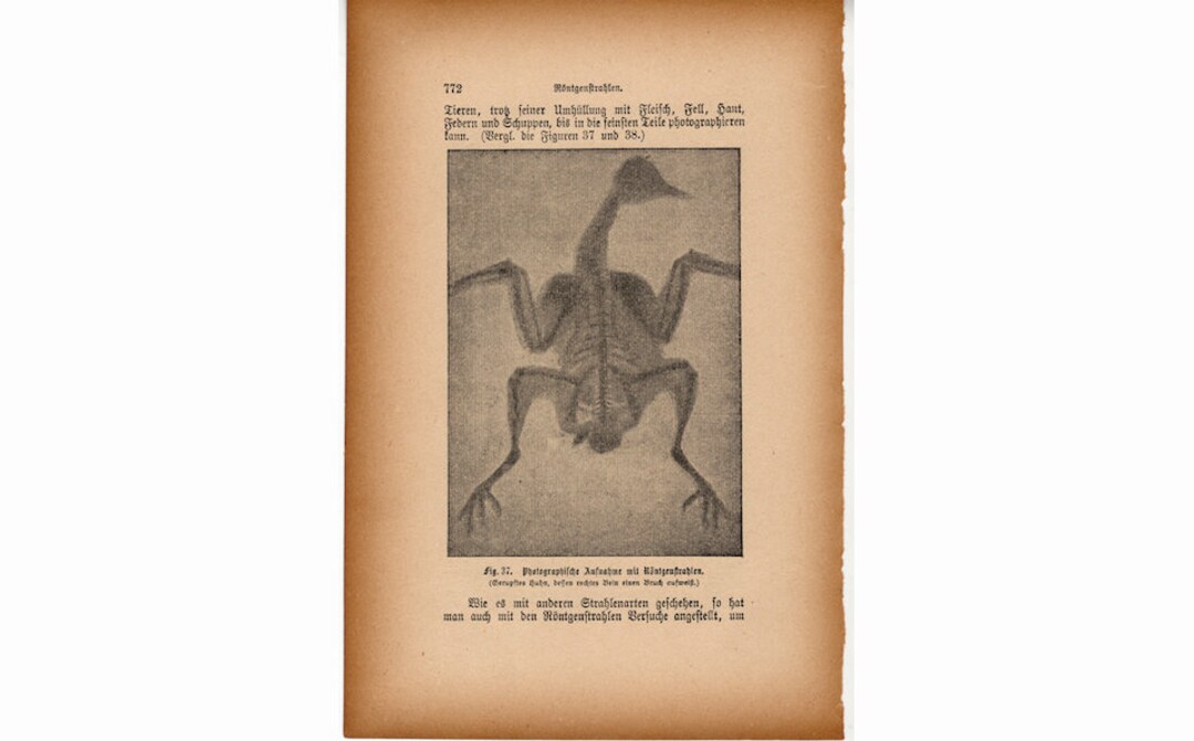 C. 1902 CHICKEN X-RAY Lithograph • Original Antique Print - Poultry ...