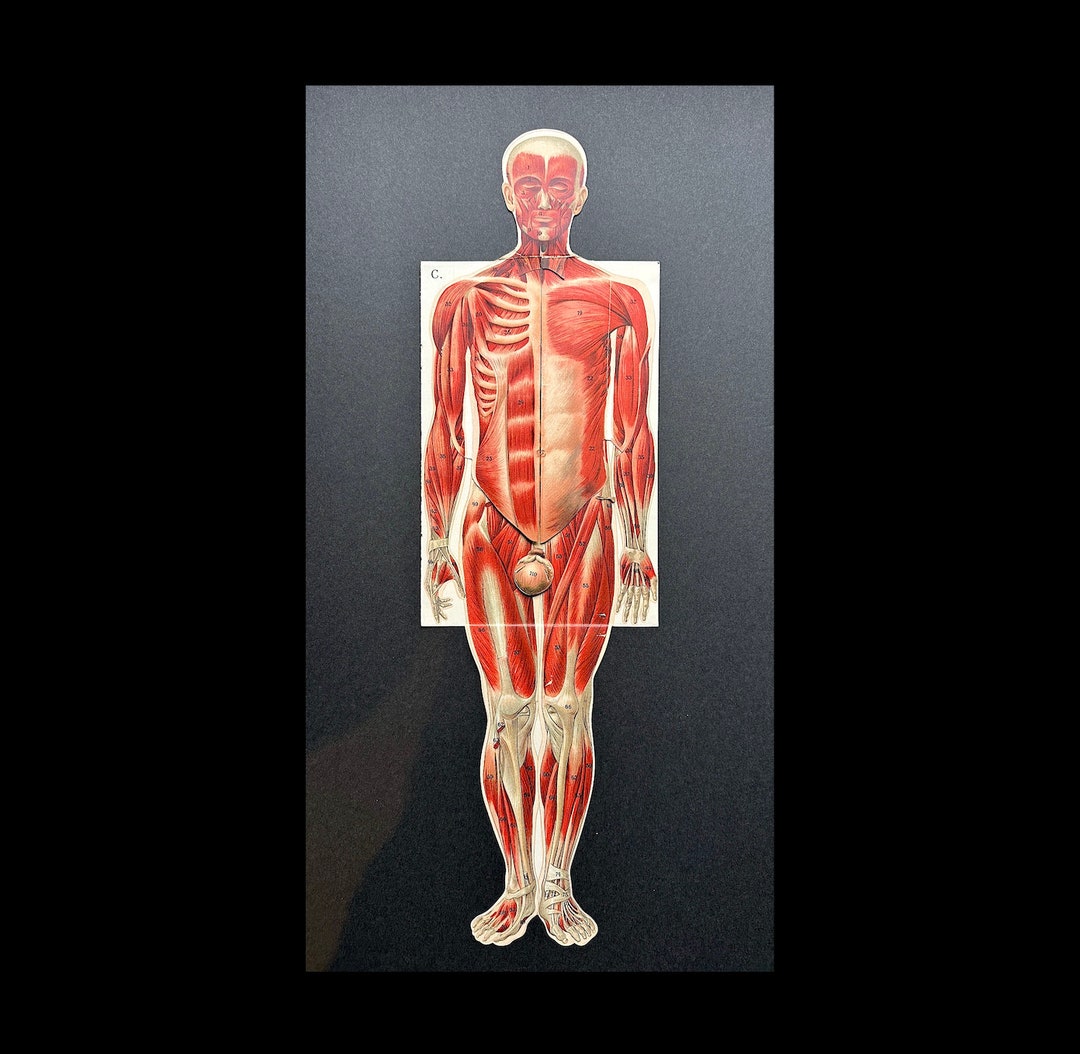 INTERACTIVE! C. 1902 MALE ANATOMY Chart • Original Antique Print • Medical Illustration ...