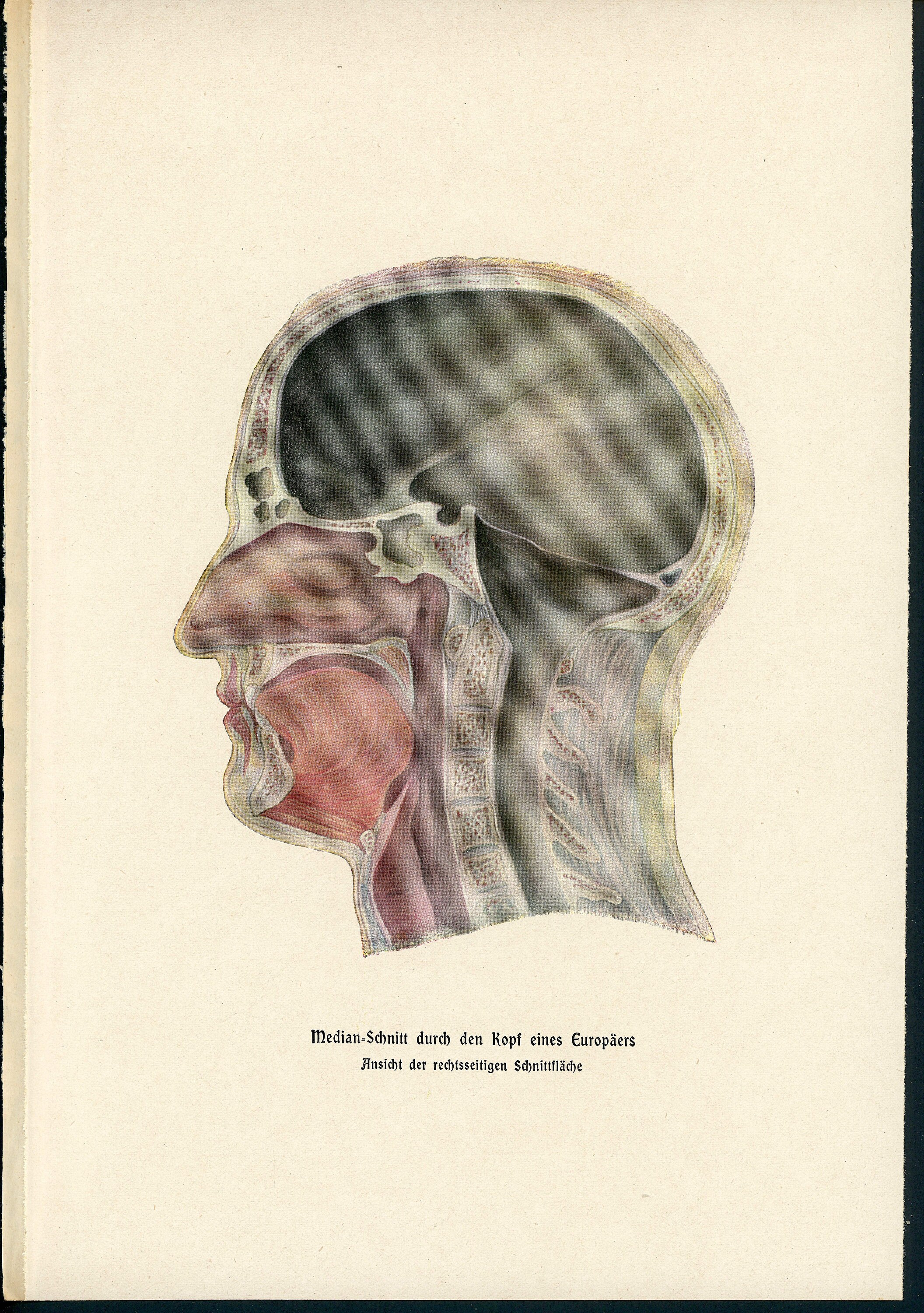 C. 1900 APE & HUMAN HEADS lithographs set of 2 original antique prints ...