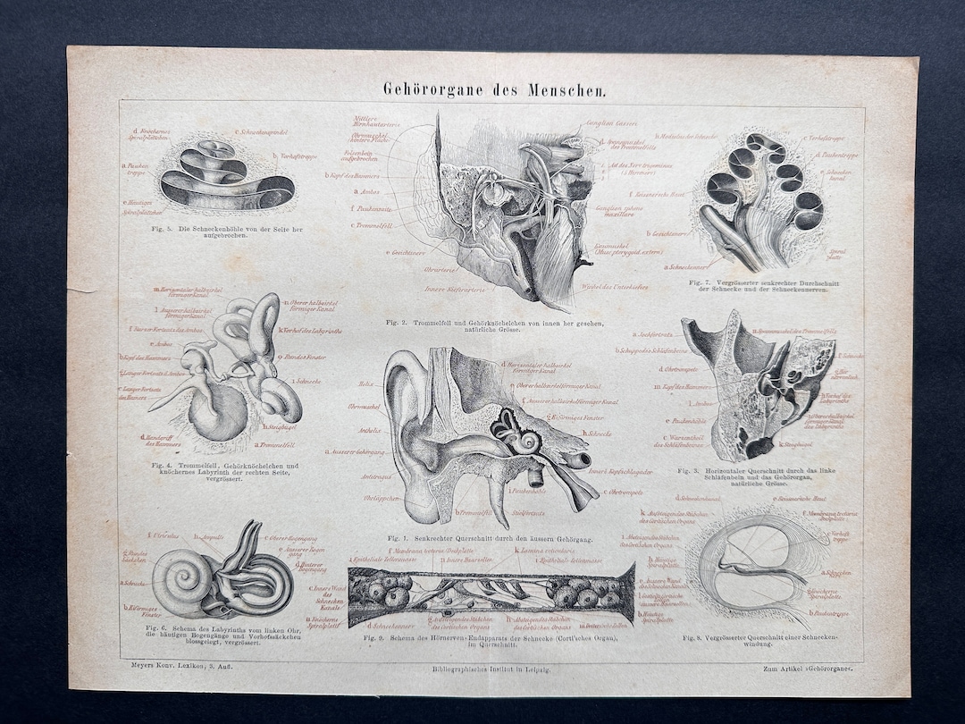 C. 1875 EAR ANATOMY Lithograph • Original Antique Print • Medical ...