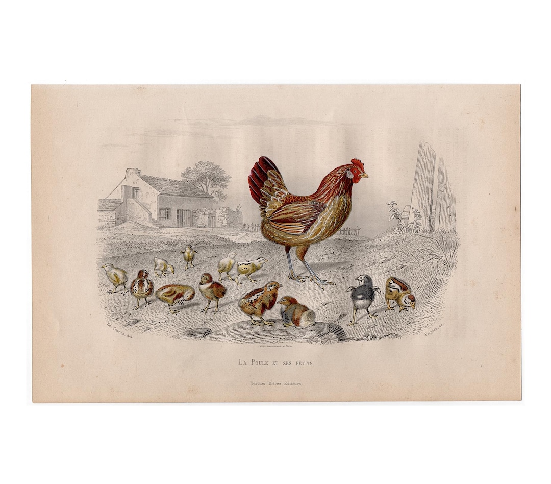 C. 1850 CHICKEN AND CHICKS Engraving • Original Antique Print • Farm ...