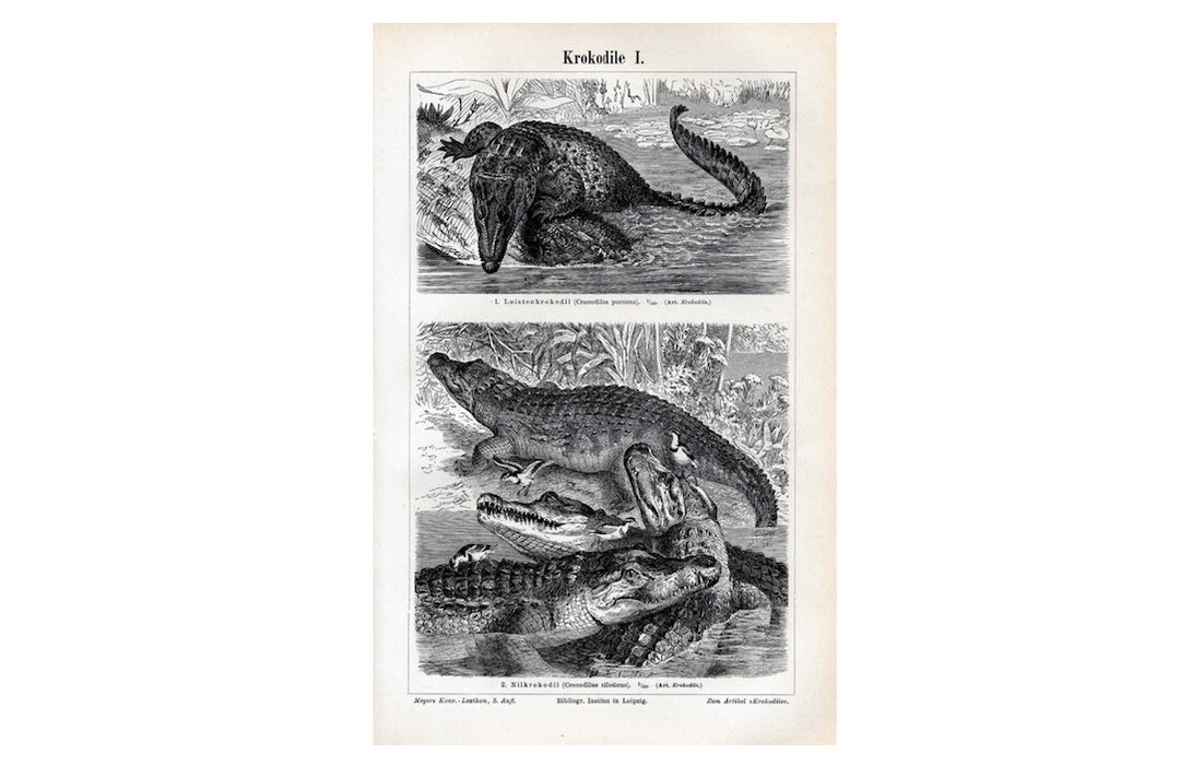 C. 1894 ANTIQUE CROCODILE Print - Original Antique Reptile Print ...