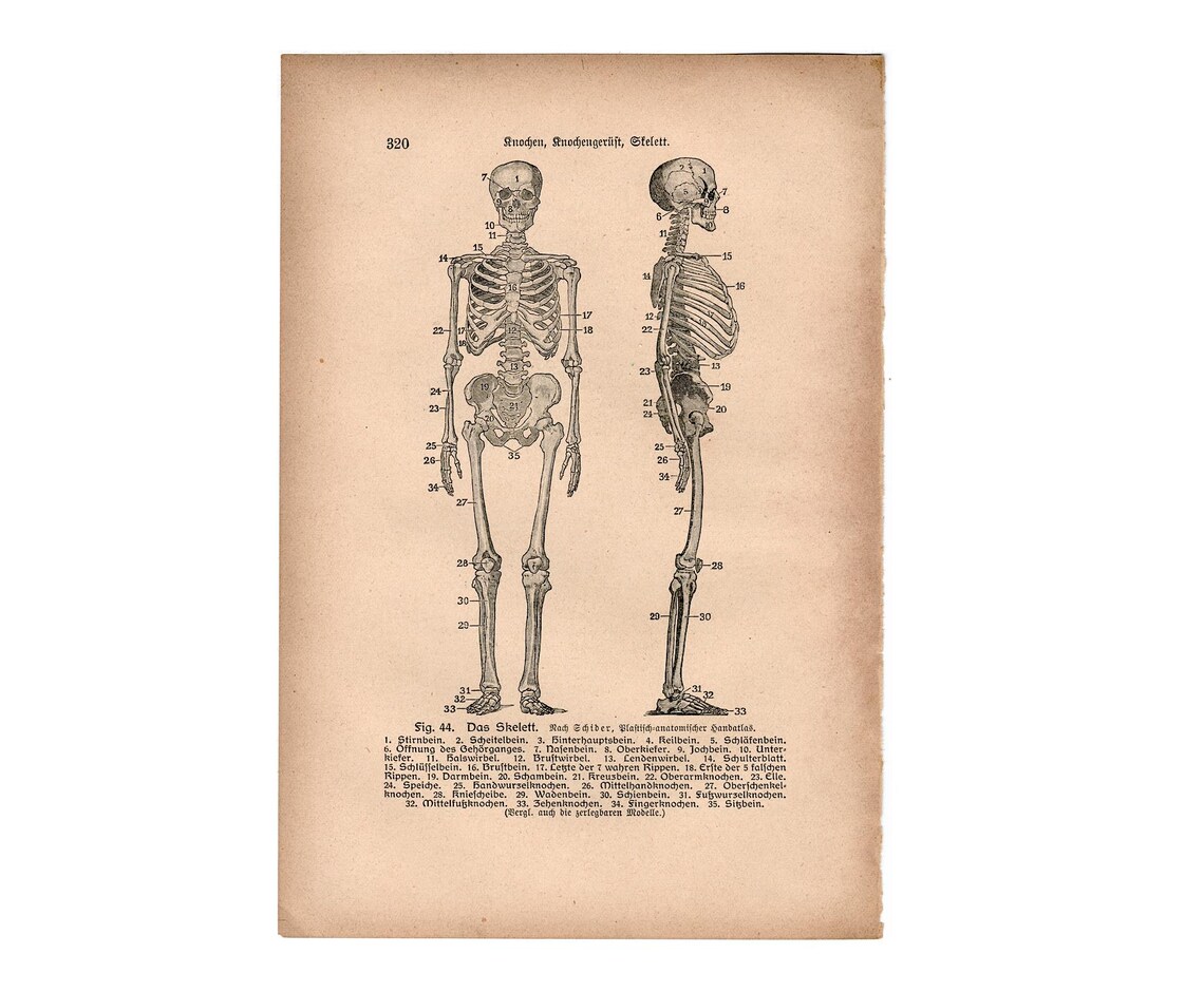 C. 1902 SKELETON Lithograph • Original Antique Print • Skeleton Print ...