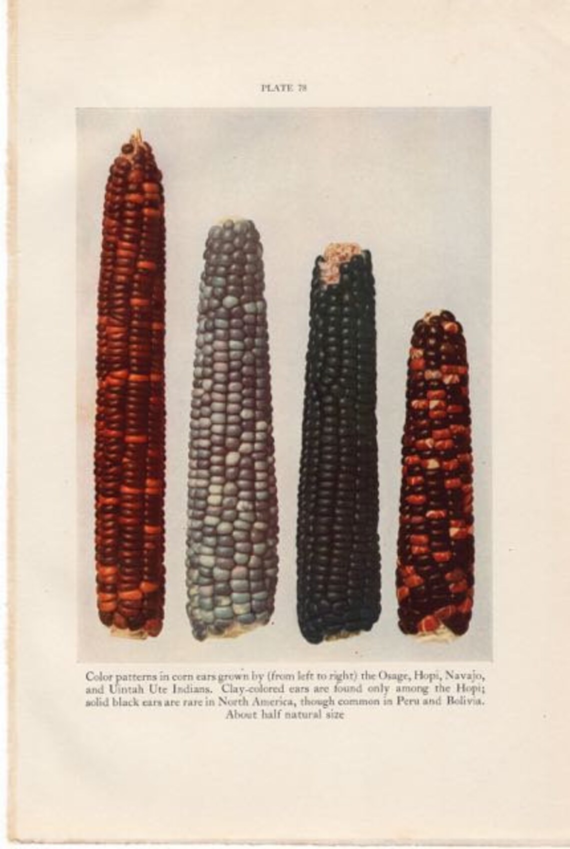 CORN EARS Lithograph C. 1934 - Vintage Botanical Print - Plant Print ...