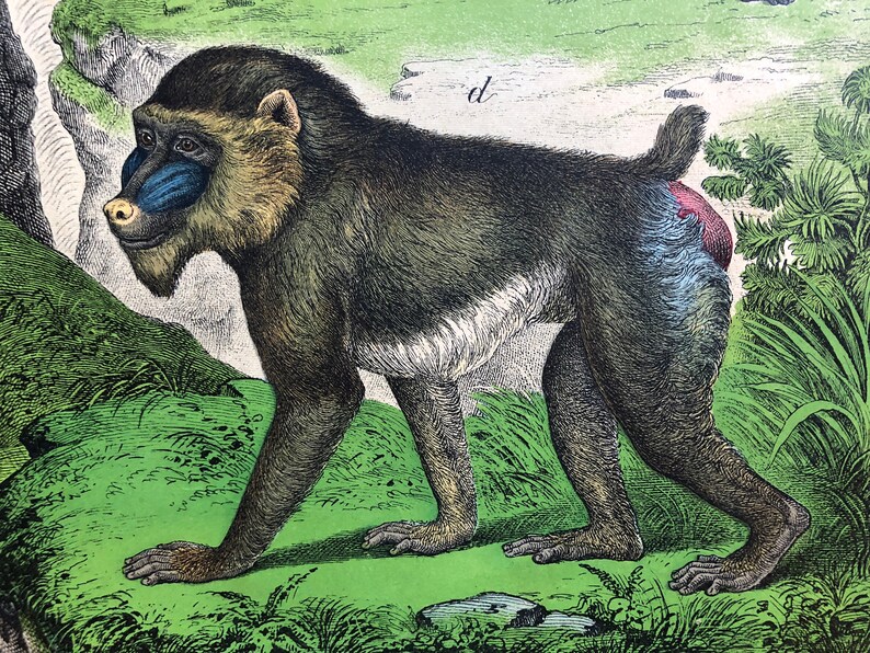 C. 1890 MONKEYS & APES Lithograph - Original Antique Monkey Print ...