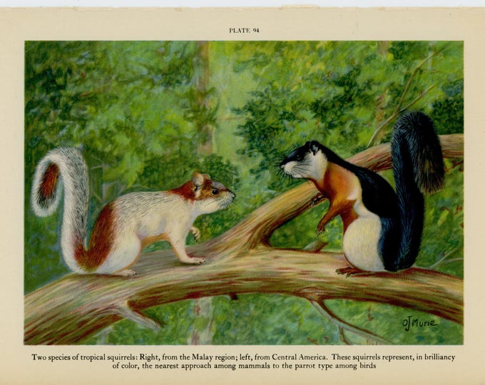 Collection of Squirrel Species Vintage Poster, Squirrels Running on ...