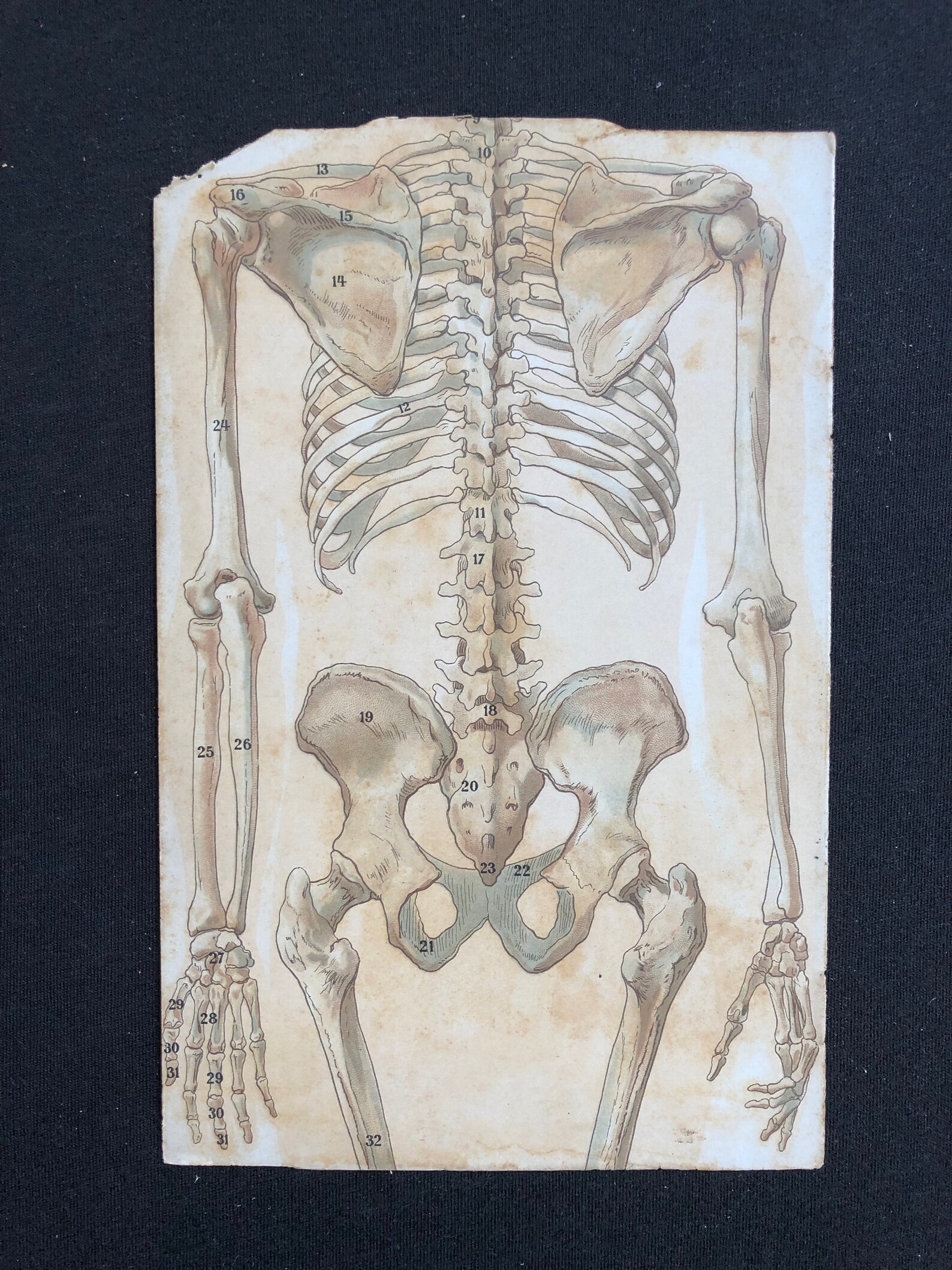 C. 1902 SKELETON ANATOMY Print - 3D Interactive Medical Illustration ...