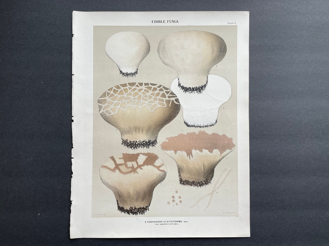C. 1890 CUP SHAPED PUFFBALL Print • Original Antique Print • Toadstool ...