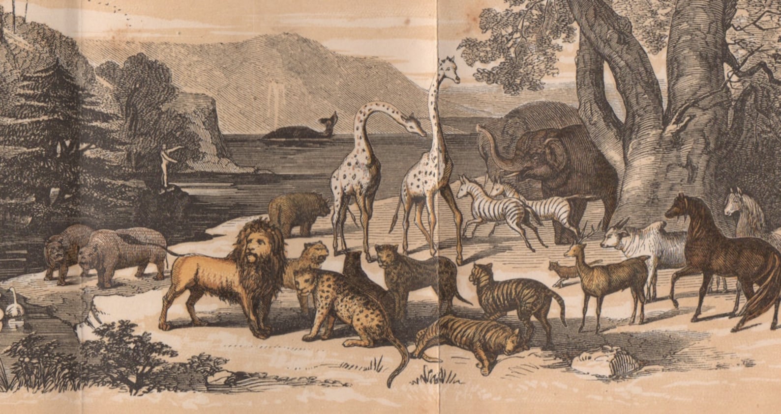 C.1853 ADAM NAMING the ANIMALS print original antique print | Etsy