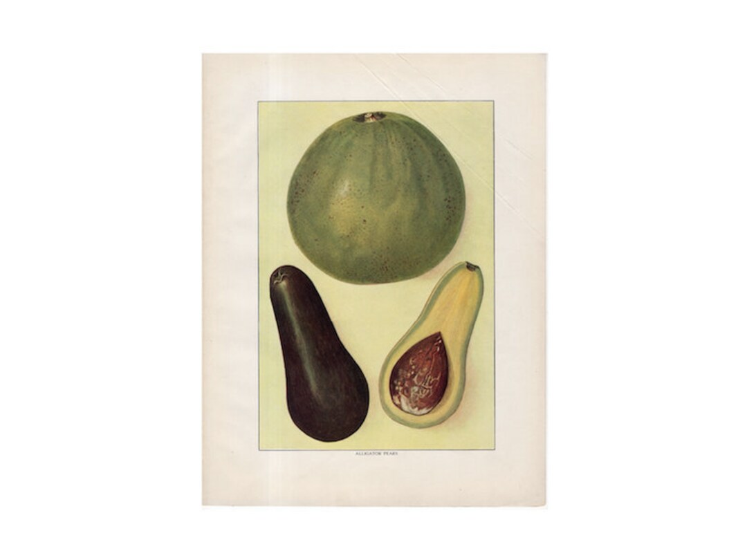 Damaged! C. 1911 ANTIQUE AVOCADO Lithograph • Original Antique Print ...