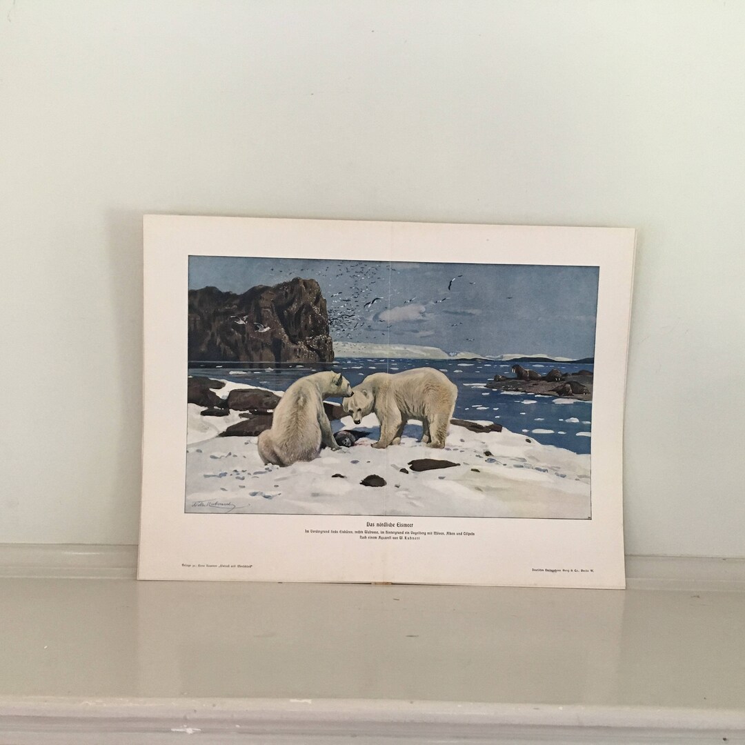 C. 1900 POLAR BEARS Lithograph Original Antique Print - Etsy