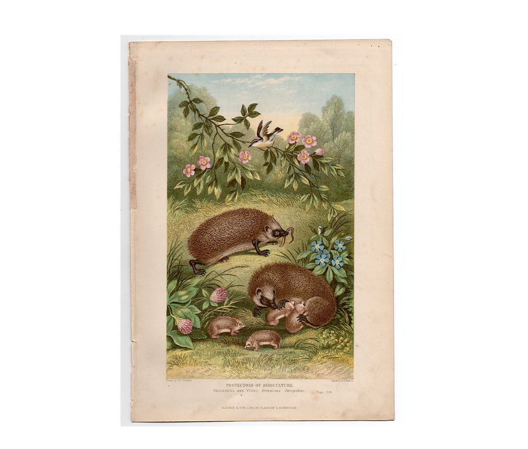 C. 1909 HEDGEHOG FAMILY Lithograph • Original Antique Print • Nocturnal ...