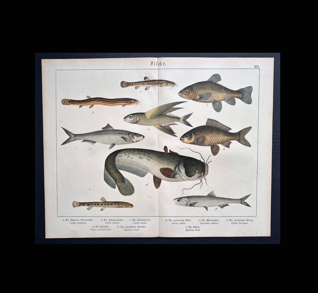 C.1890 FISH Lithograph • Original Antique Print • Fishes Print • Sea ...