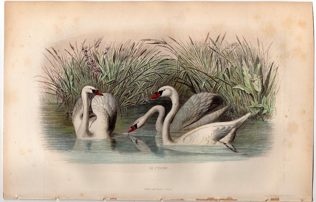 SWANS Engraving C. 1858 • Original Antique Print • Waterbird Print - Le ...