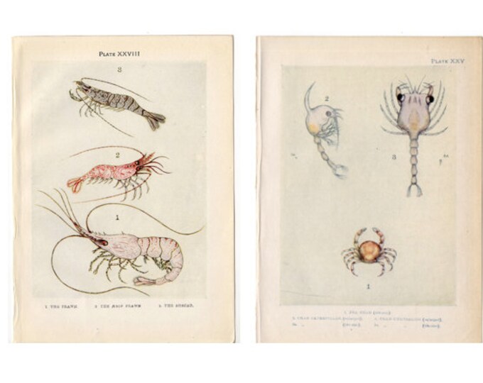 C. 1907 Set of Two ANTIQUE SEA LIFE Lithographs Original - Etsy