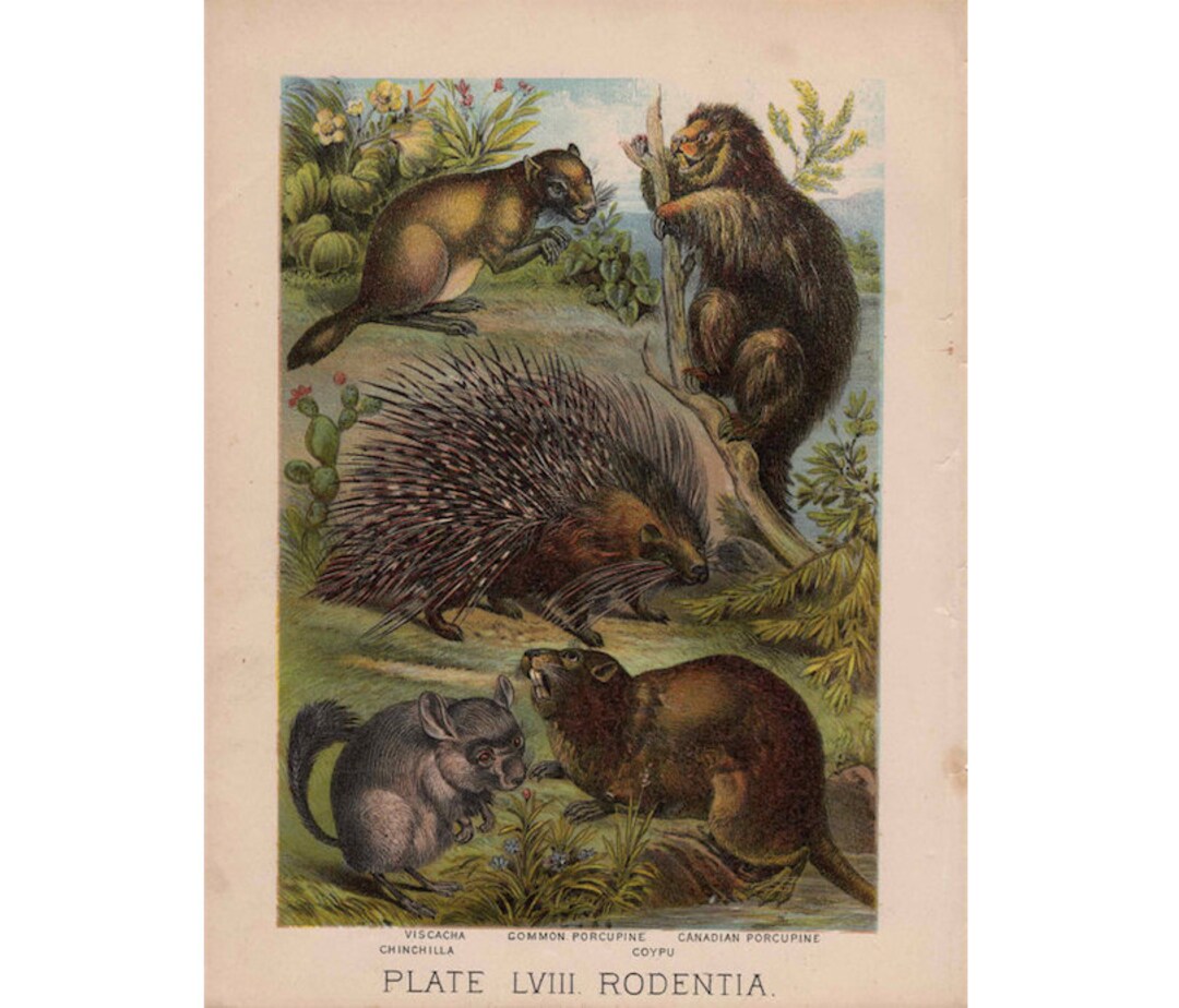C. 1880 PORCUPINE LEMUR HEDGEHOG Lithograph • Original Antique Print ...