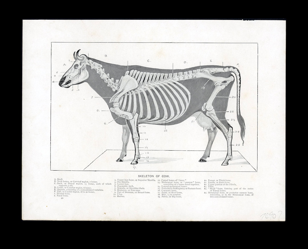 COW SKELETON Print C.1902 • Original Antique Print • Animal Anatomy ...