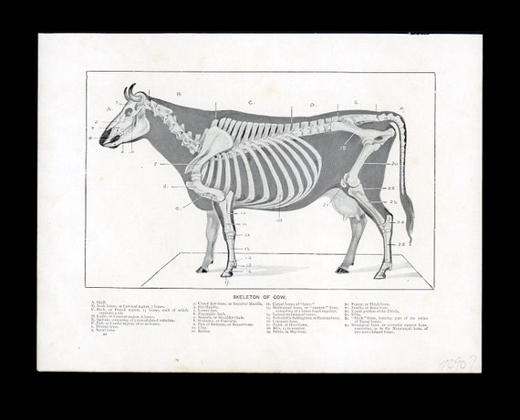 Bovine Skeleton Diagram