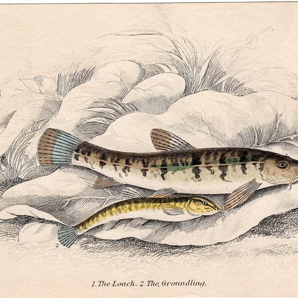 Antique Fish Print - Etsy