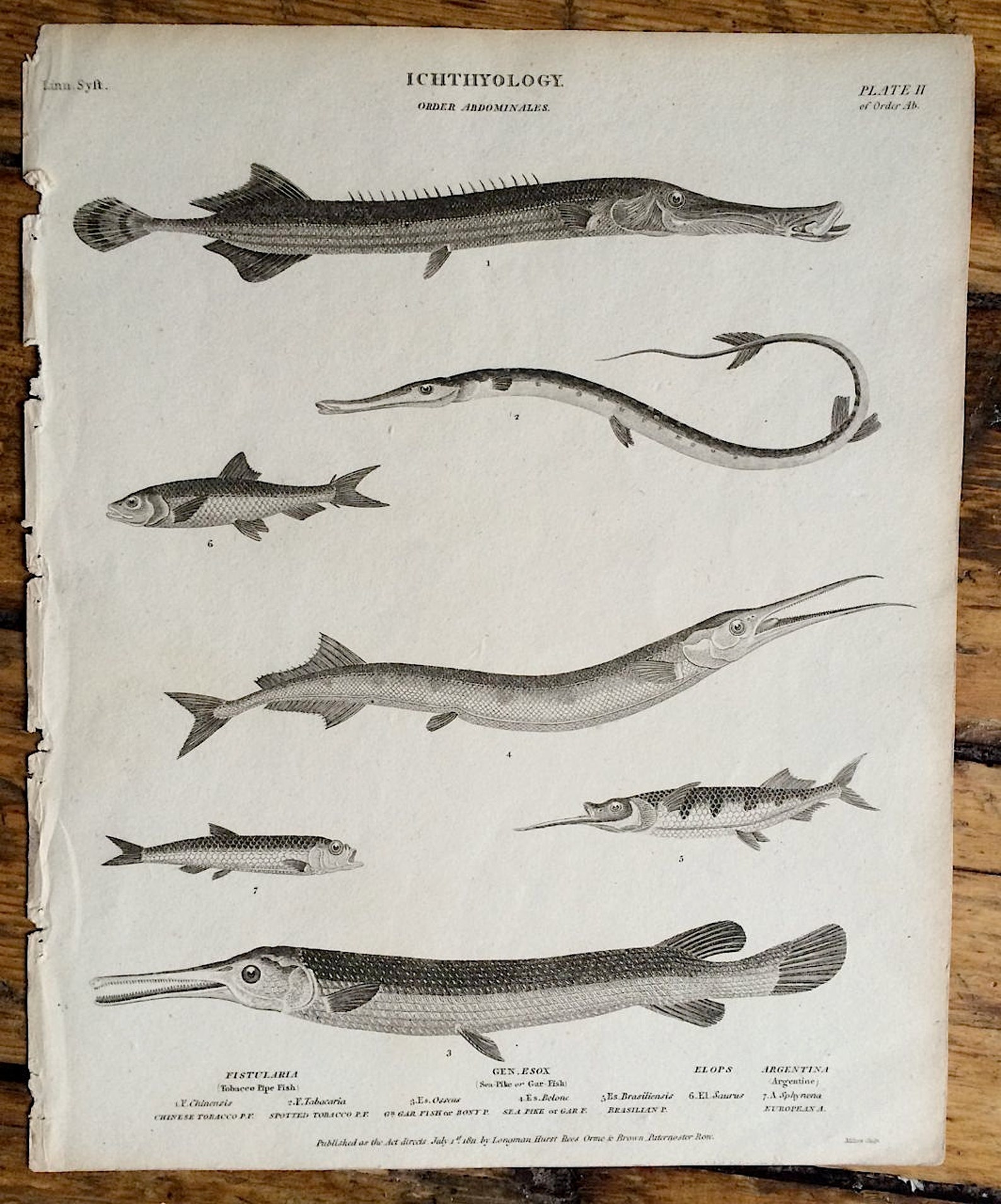 1809 ANTIQUE FISH ENGRAVING Sea Life Original Antique Ocean Animal ...