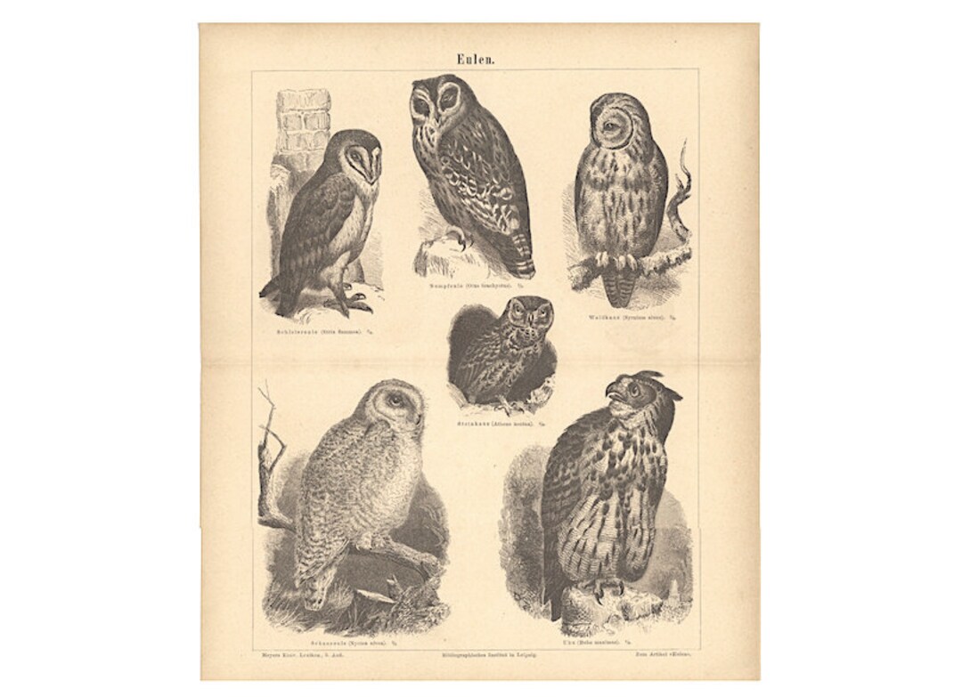 C. 1875 OWLS Engraving - Original Antique Print • Bird Print ...