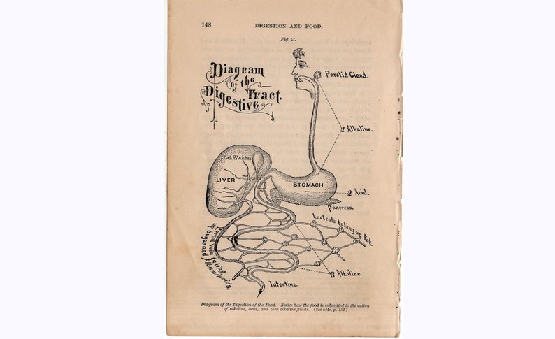 C. 1884 DIGESTIVE SYSTEM PRINT antique human anatomy ptiny | Etsy
