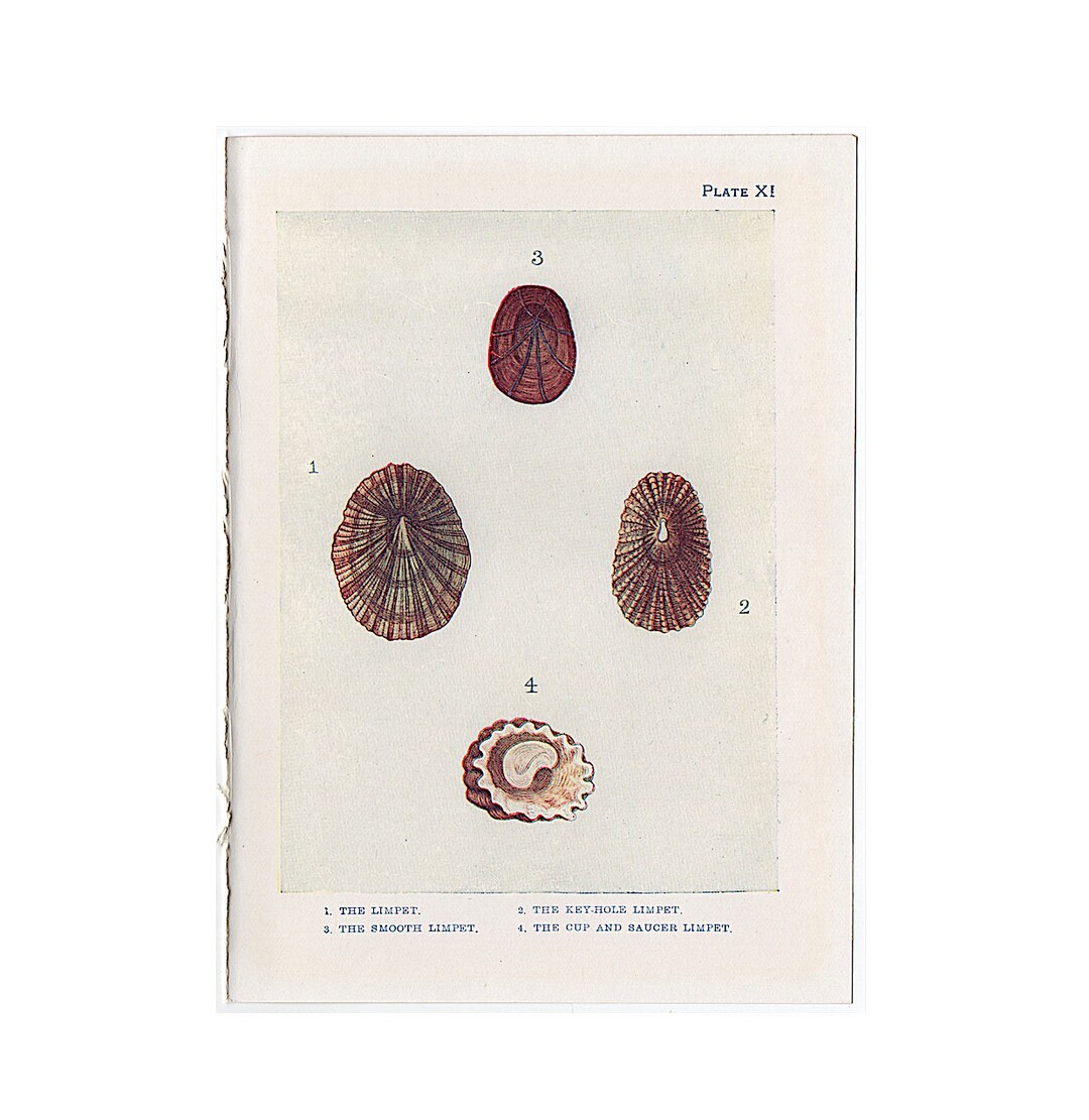 C. 1907 ANTIQUE SHELL Lithograph Original Antique Print - Etsy