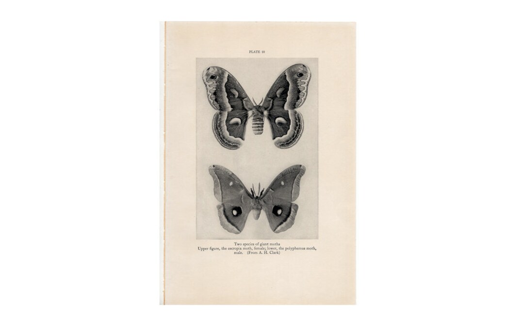 C. 1934 GIANT MOTHS Print - Vintage Insect Print - Vintage Entomology ...