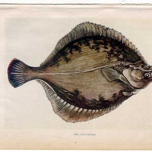 Antique Prints C. 1907 - the FLATFISH PRINTS - the Flounder & the ...