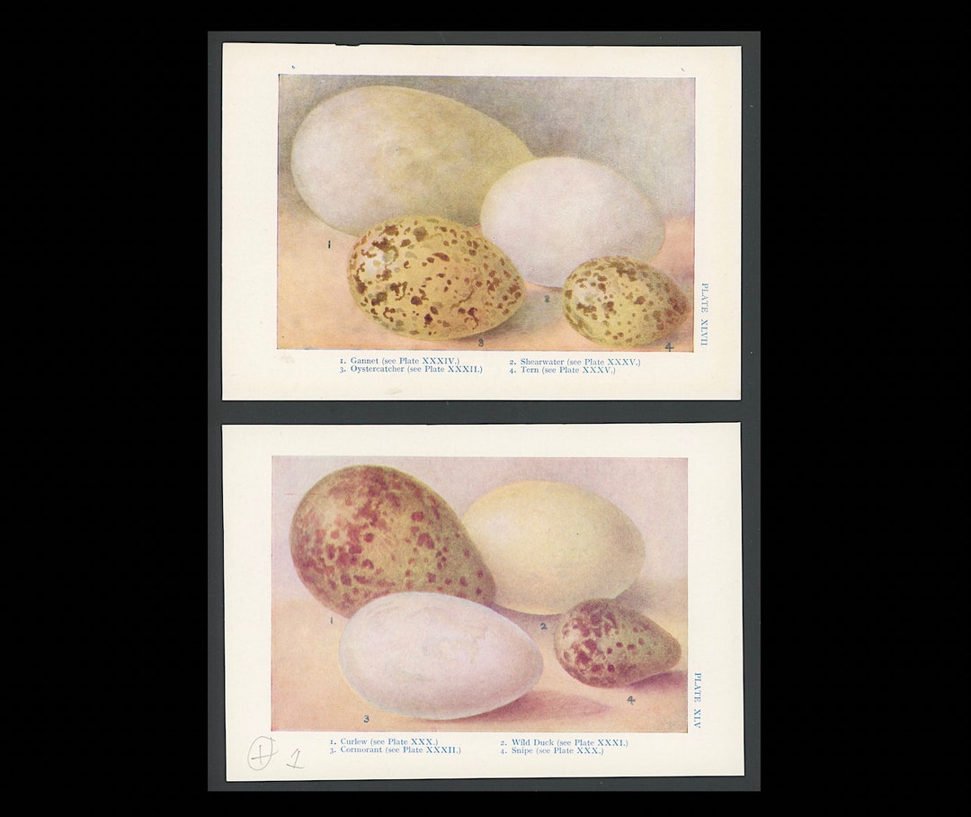 C. 1907 Small ANTIQUE EGG Lithographs • Set of 2 Original Antique ...