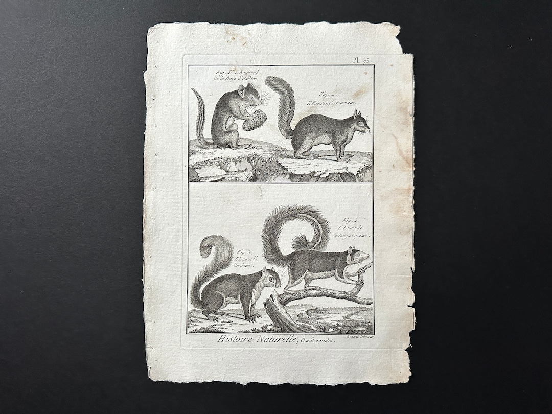 C. 1790 SQUIRRELS Engraving • Original Antique Prints • Antique Animal ...