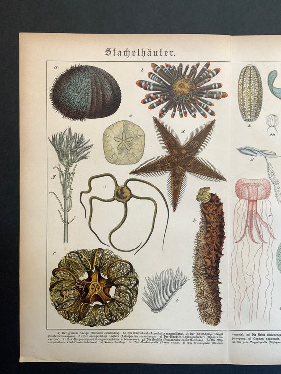 Astropecten Aurantiacus