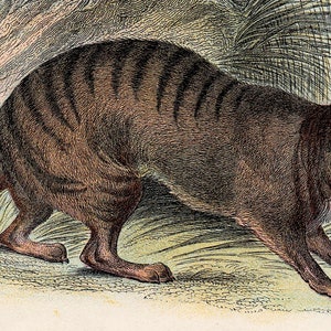 EXTINCT! C. 1896 THYLACINE WOLF Lithograph • Original Antique Print ...