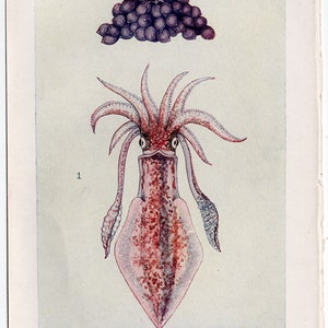 C. 1907 CUTTLEFISH Lithograph - Original Antique Print - Sea Life Print ...