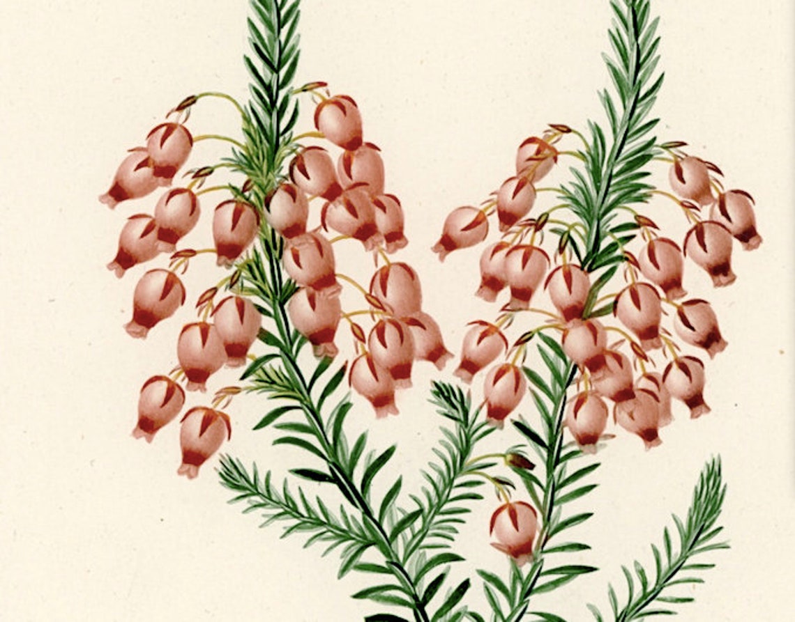 C. 1849 WINTER HEATHER Engraving Original Antique Print - Etsy