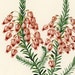 C. 1849 WINTER HEATHER Engraving Original Antique Print - Etsy
