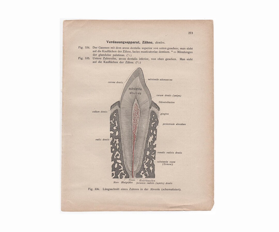 C.1922 TEETH Lithograph • Original Antique Print • Mouth Anatomy Print ...
