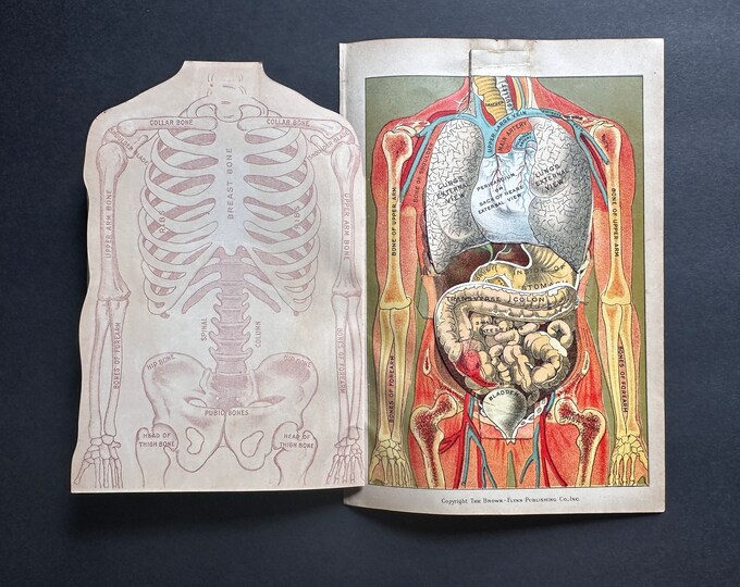 C. 1926 3D INTERACTIVE ANATOMY Lithograph • Original Antique Print ...
