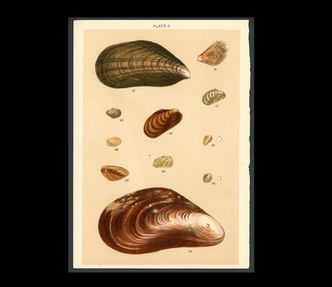 C. 1901 SEA SHELL Lithograph • Original Antique Prints • Seashells ...