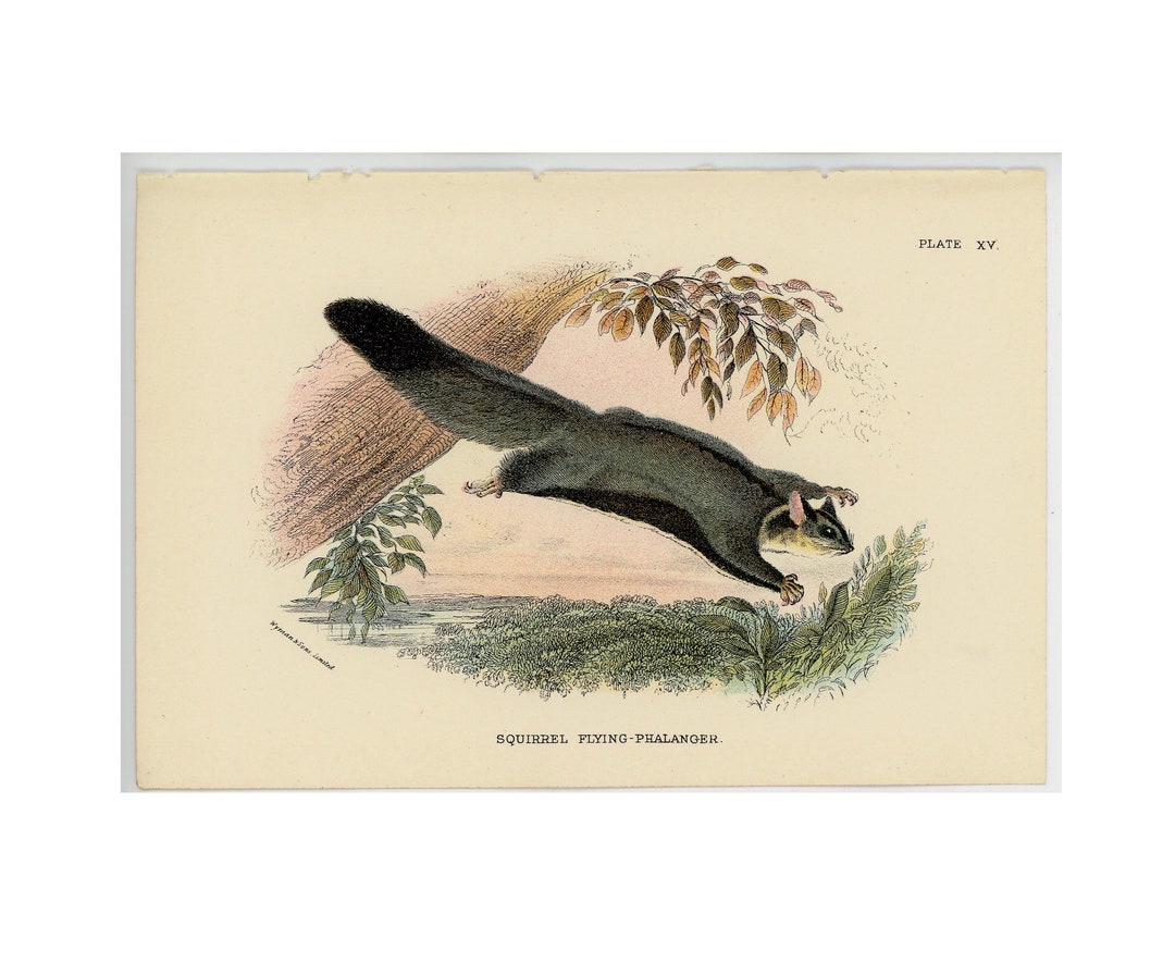 C. 1896 FLYING SQUIRREL Lithograph • Original Antique Print ...